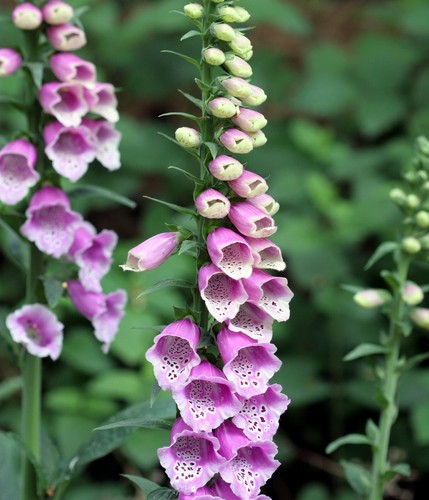 SAMEN SCHWULSTKRAUT Fingerhut Pflanzen-Rabatte Terrasse Duftwunder ...