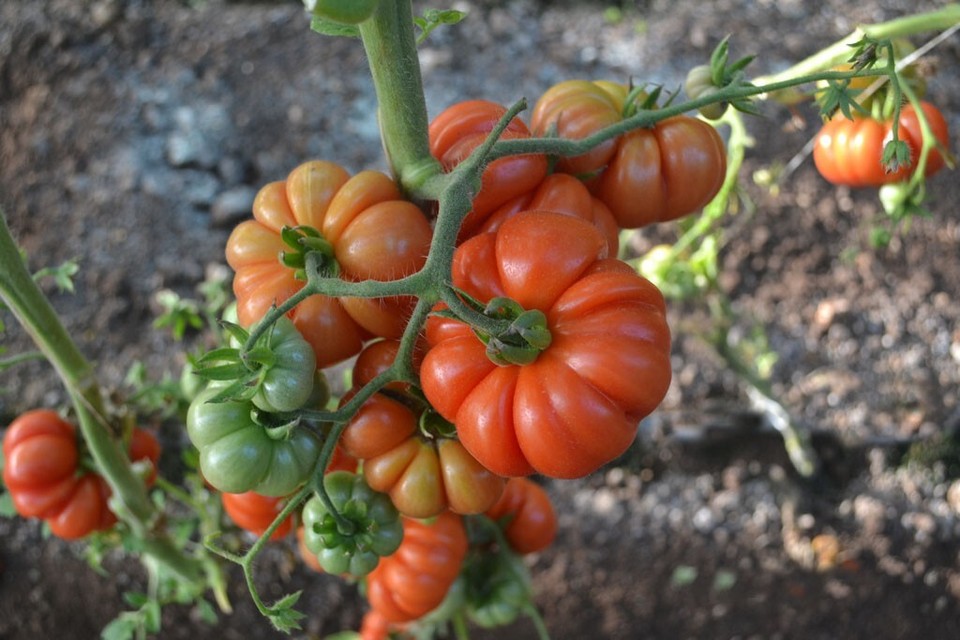 VEGETABLE Tomato COSTOLUTO FIORENTINO - 60 seeds - beefsteak tomato ...