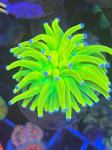 Holy Grail Torch - Coral/Frag/salt water/Reef tank LPS WYSIWYG | eBay