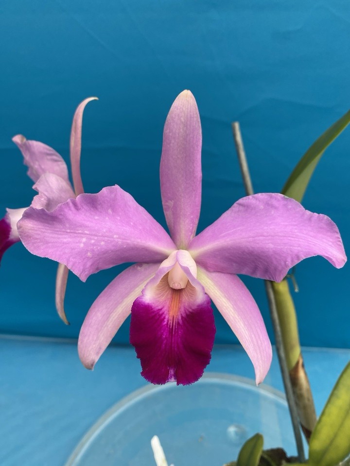 Cattleya Euphrasia (Cattleya warscewiczii X violacea) Large Orchid ...