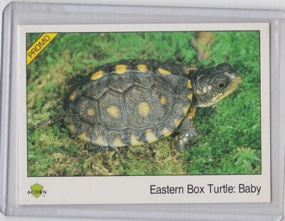 1991 BIOSPHERE EASTERN BOX TURTLE BABY #120 PROMO TRADING CARD ***RARE ...