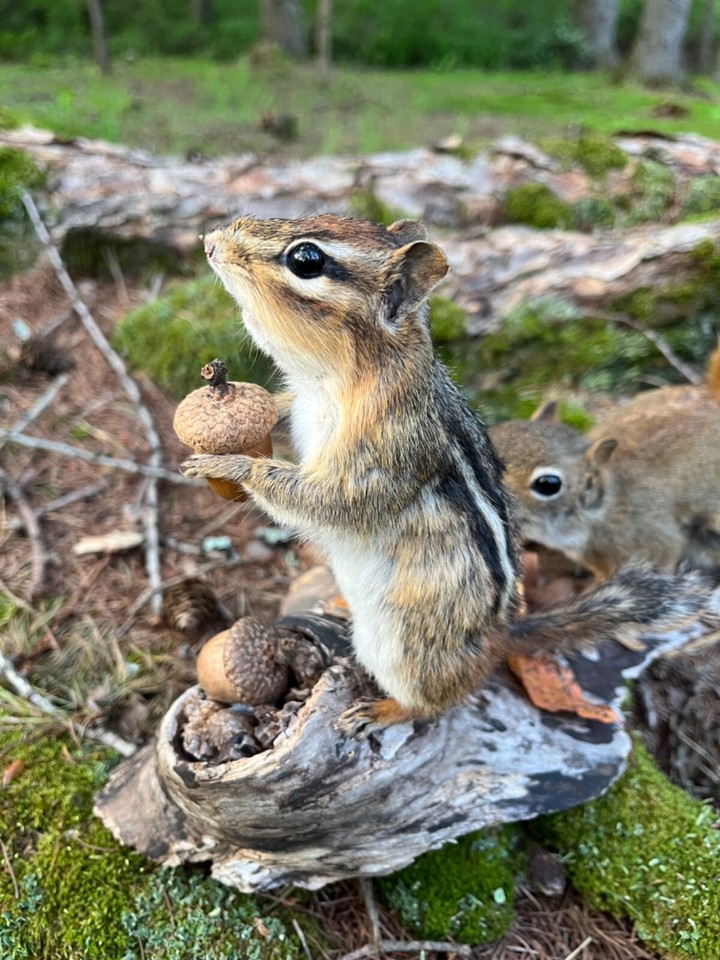 Chipmunk Taxidermy, Adirondack Chipmunk Mount, Squirrel Taxidermy ...