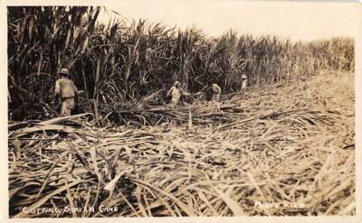 PUERTO RICO, WORKERS CUTTING SUGAR CANE, REAL PHOTO POST CARD ~ c. 1907 ...