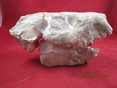 Oreodont Skull in Matrix, Leptauchenia, Oligocene Fossil, Badlands Part ...