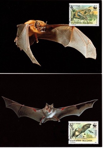 WWF Bats Maxi Postcard FDC Bulgaria 1989 Free Shipping | eBay