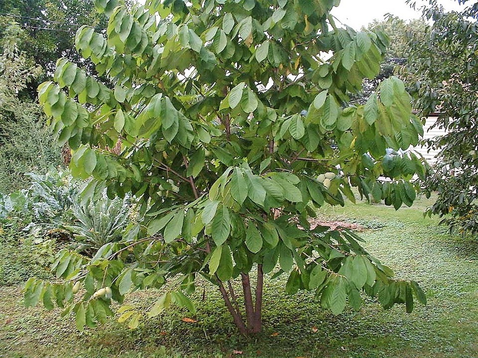 5 PAW PAW FRUIT TREE Indian Banana Asimina Triloba Flower Seeds *Flat S ...