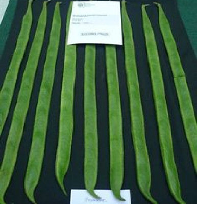 RUNNER BEAN SEED SUPER GIANT LONGEST XXL 45 CM 1ST IN SHOW 2025 - SEED ...