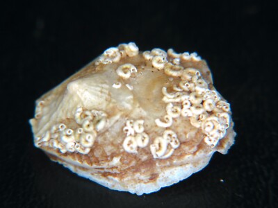 TRIMUSCULUS CONICUS:WAS (Gadinia nivea) FROM NEW ZEALAND @ 22.12MM-THE ...