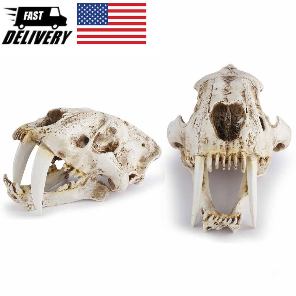 Saber Tooth Tiger Skull Saber Tooth Images – Browse 3,259 Stock
