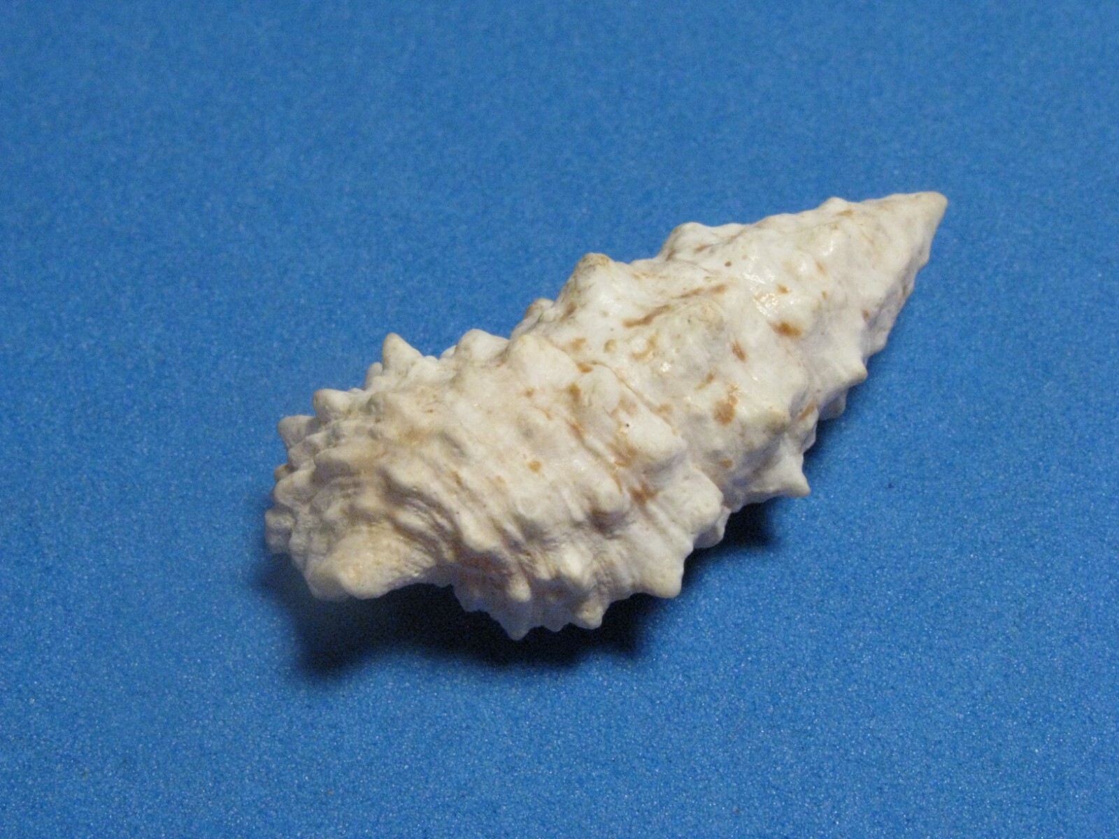 Cerithium echinatum Lamarck, 1822 "HAWAIIAN HORN SHELL" (36.9mm) | eBay