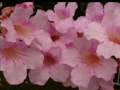 5 cuttings Pandorea Jasminoides “Pink Magic” | eBay Australia