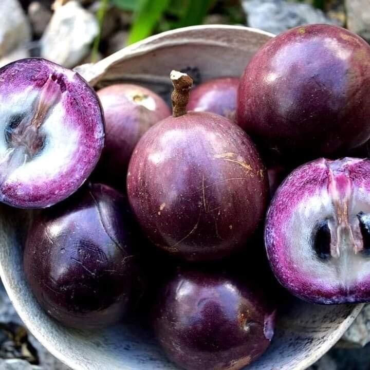 Caimito Plant Star Star Fruit Chrysophyllum Cainito Tree “6 Inches ...