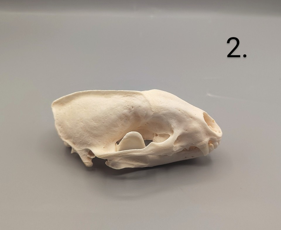 Asian Badger Skull, Animal Skulls, Taxidermy, Gothic, Gift, Home Decor ...