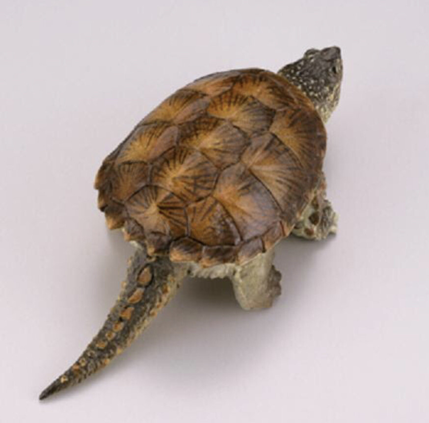 Kaiyodo Capsule Museum Q Japan Exclusive Snapping Turtle Figure | eBay