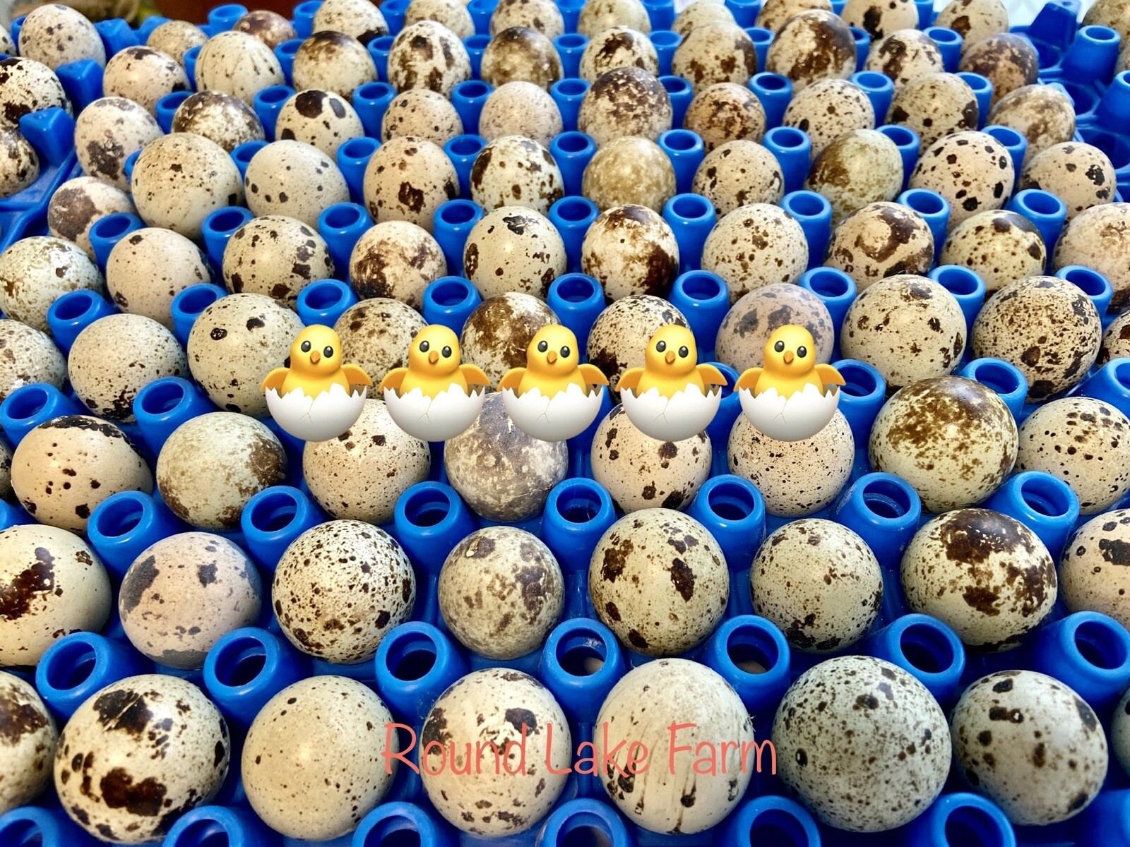 BEAUTIFUL COLORS - 12 Coturnix Quail Fertile Hatching Eggs - LARGE ...