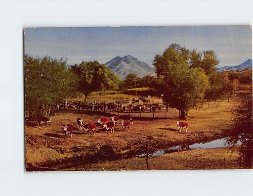 Postcard Cattle Ranch Scene | eBay