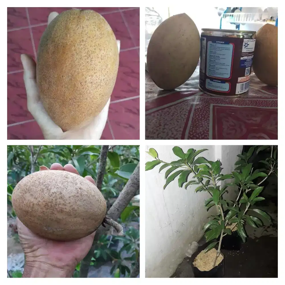 Graftedd Sawo Jumbo Mexico (Alano) Manilkara Zapota Fruit Tree House ...