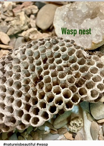 Free S/H Empty Wasp Nest Large 3x2.4x1 Natural Hornet Nest - Decor ...