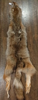Tanned Eastern coyote pelt. Wild Country Fur Cabin Craft Hide. Nice No ...