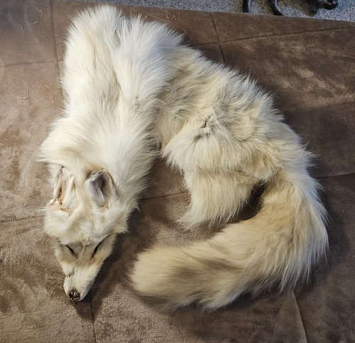Beautiful & Extra Fluffy, Wallhanger Snow Glow Fox Pelt | eBay