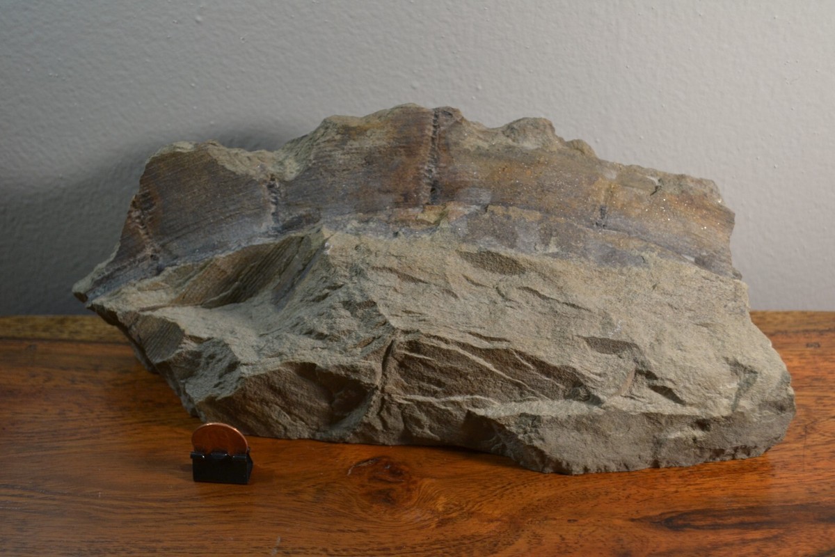 Calamites Fossil
