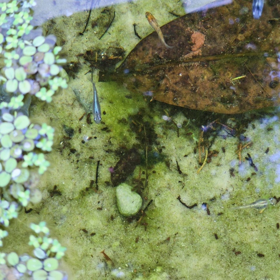 Blue Sparkle Medaka Rice Fish (6) | eBay