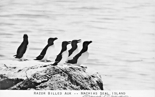RAZOR BILLED AUK~MACHIAS SEAL ISLAND CANADA OR MAINE~PHOTO POSTCARD | eBay