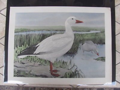 Original 1930 Rex Brasher #169 Hand Colored Bird Print Snow Goose ...