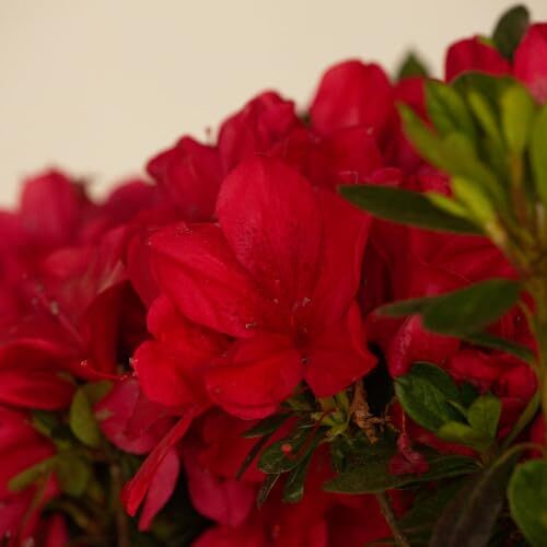 Azalea Autumn Bonfire (2 Gallon) Red Flowering Shrub - Full Sun Live ...