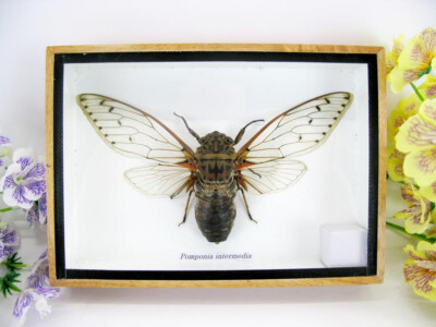 Pomponia intermedia - XL Cicada, real giant Cicada in 3D - museum ...