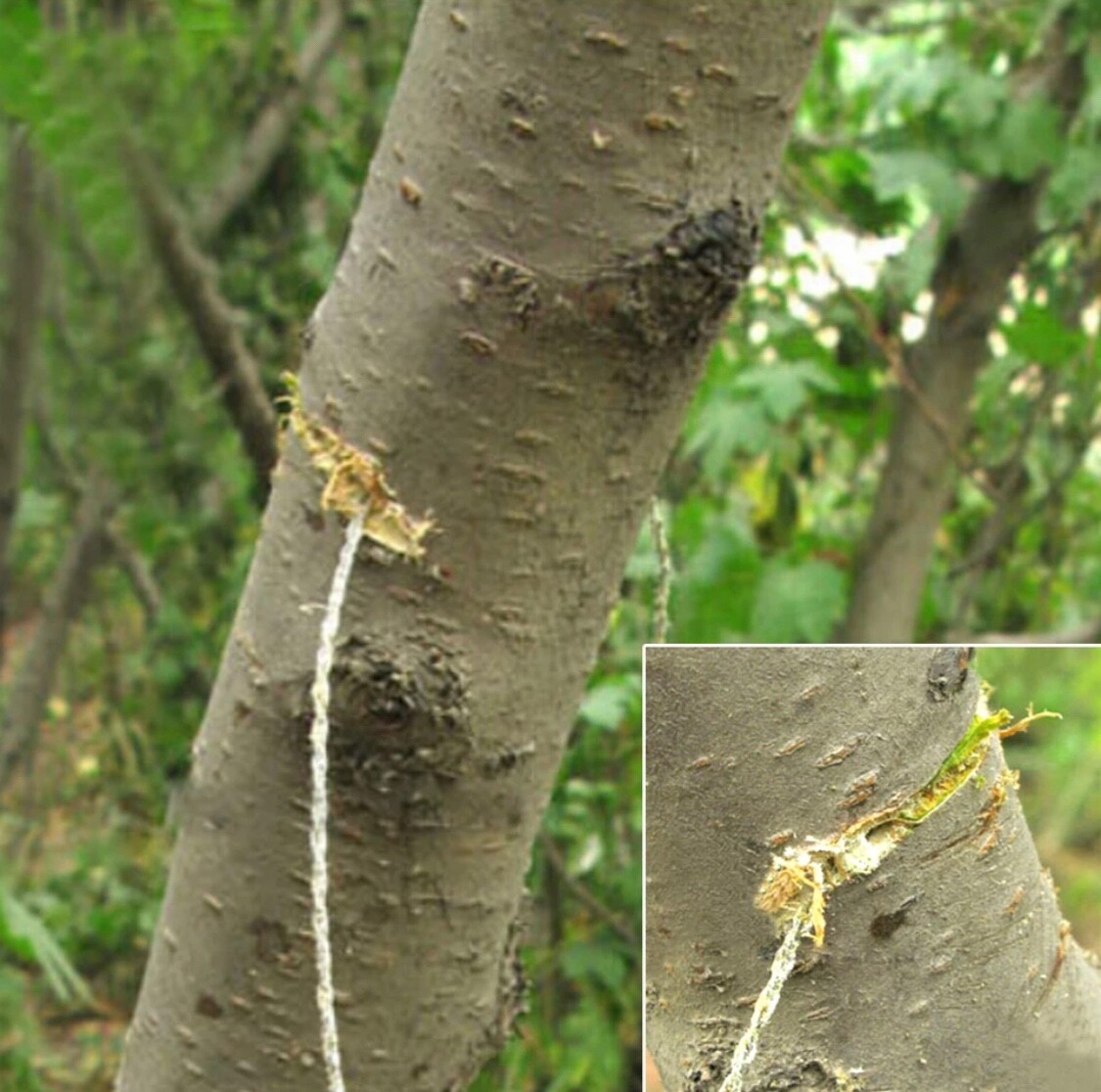 Portable Stainless Steel Wire Saw with Finger Handle Outdoor Camping ...