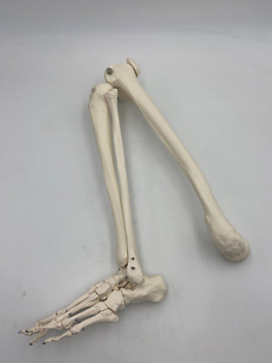 3B Scientific *Left* Spare Leg (unpainted) for hanging Skeleton ...