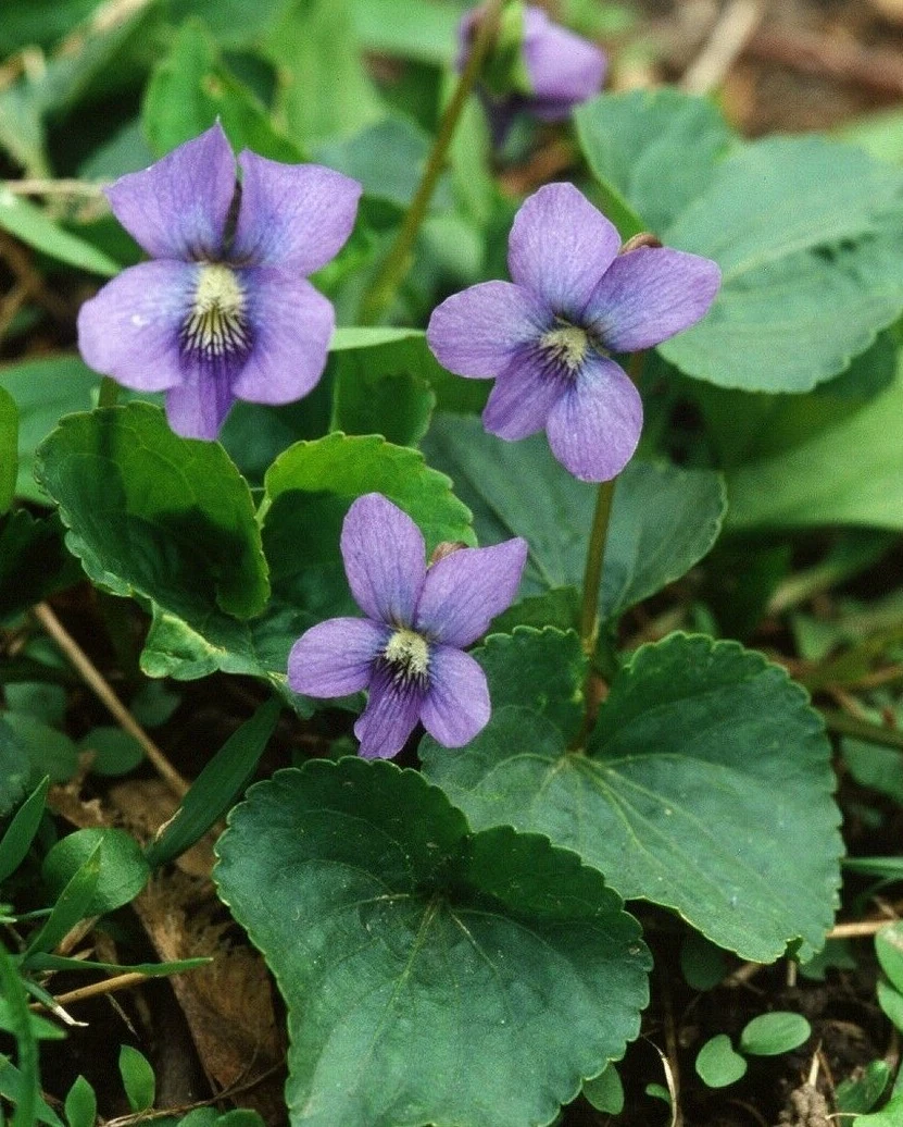 Viola Flower Blue