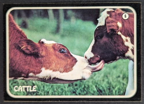 Cattle 1975 Topps Who's Zoo Animal Card #6 (NM) | eBay