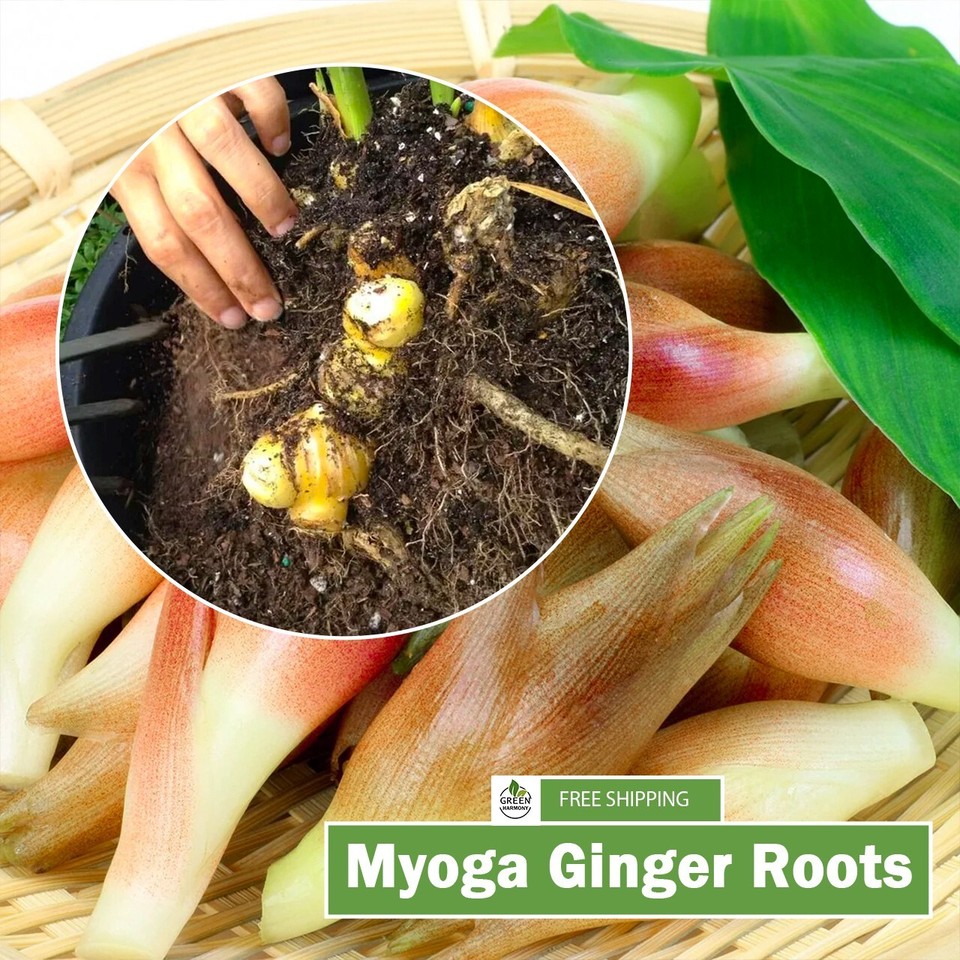 6 Myoga Ginger Roots, Get 75% Off – Ready to Grow with Free Shipping | eBay