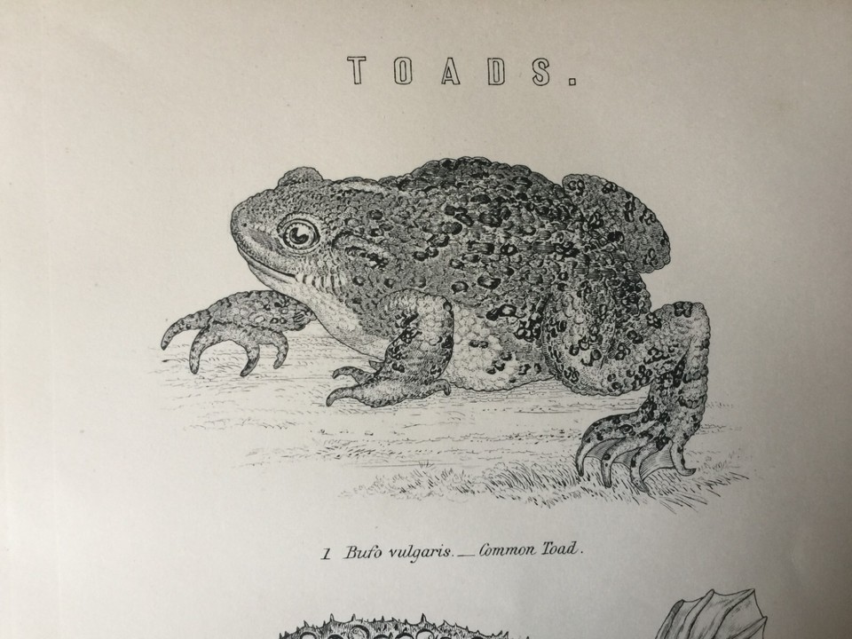 Antique Toads Print c1870s – Common Surinam Fire Bellied Toad Engraving ...