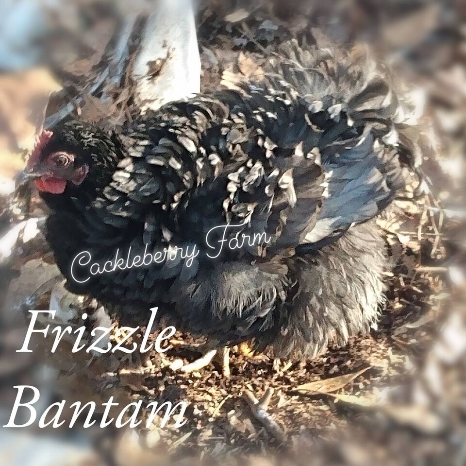 12 Frizzle Bantam Cochin Hatching Eggs | eBay