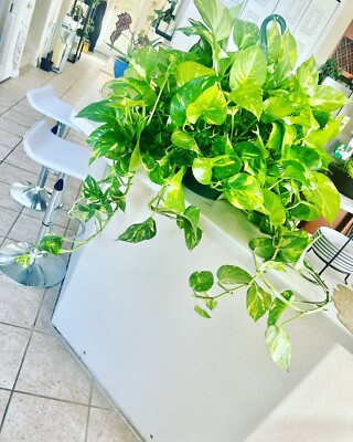 pothos cutting Devils Eyes Pothos live plant, big cuttings | eBay