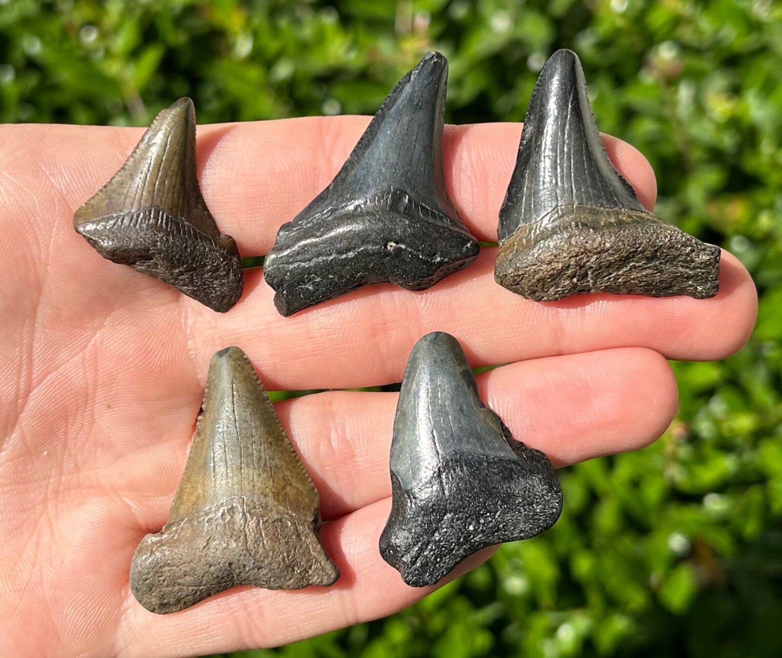 NICE Fossil Angustidens and Megalodon Sharks Teeth LOT OF 5 South ...