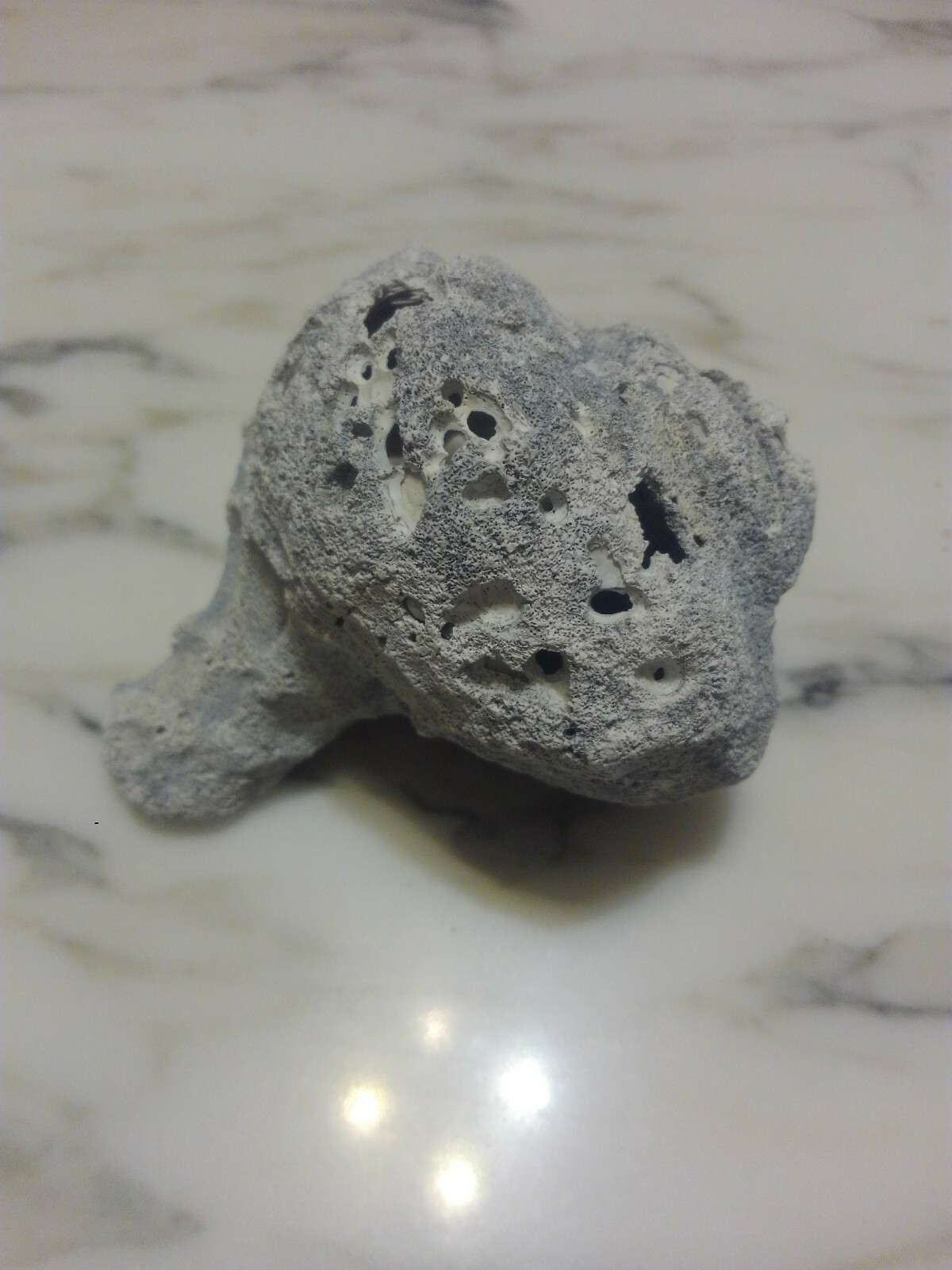 M01 Blue Gray Ancient Giant Eastern Murex Sea Shell 3 3/4" Seashell ...