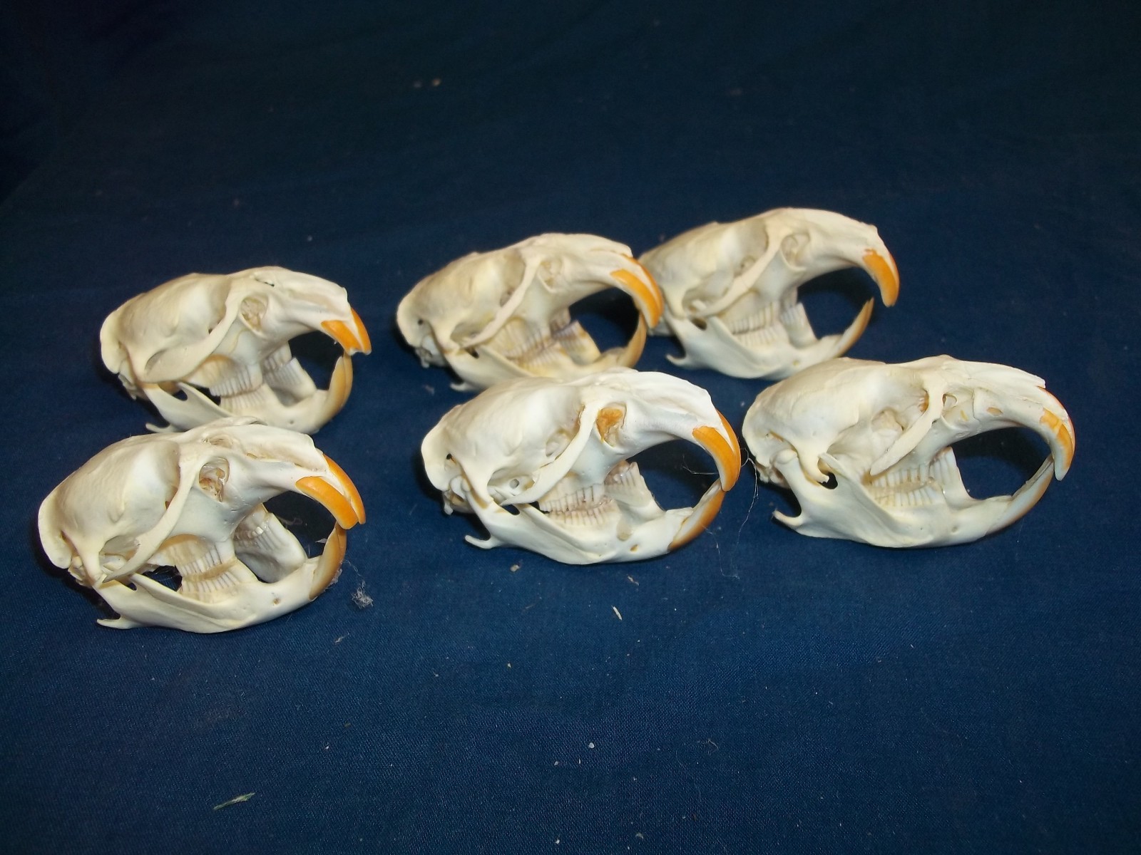 6 Muskrat skull real animal head taxidermy skeleton bone man cave ...