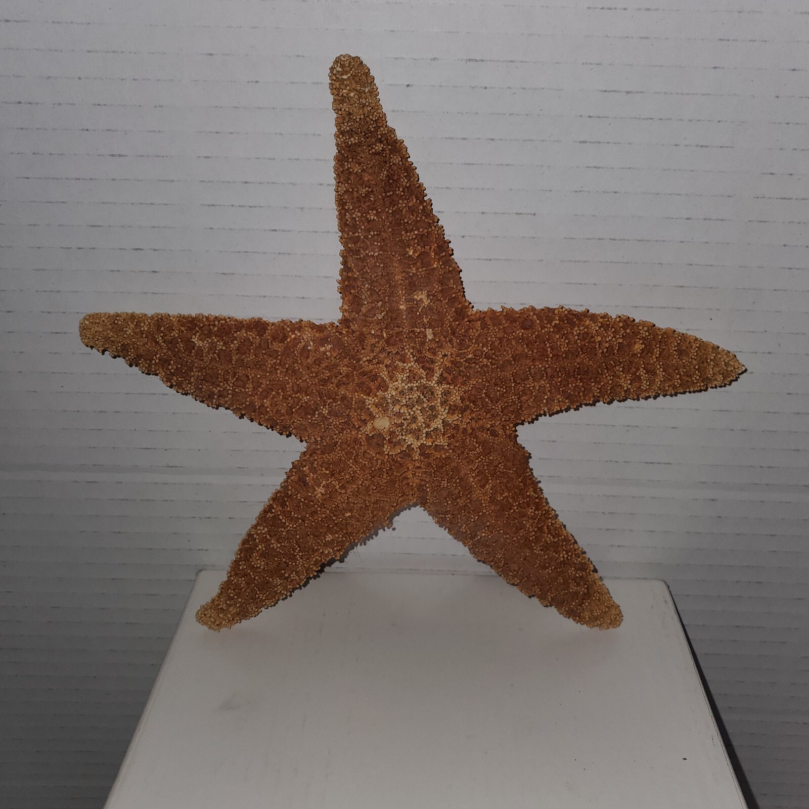 Natural Starfish Sea Star Shell Dried Preserved 7.5 X 6.5 In | eBay
