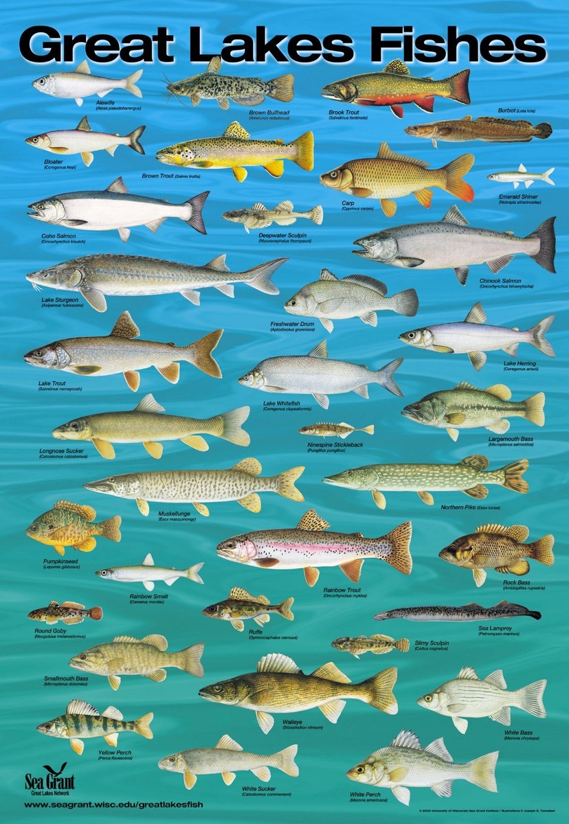 Lake Erie Fish Identification Chart