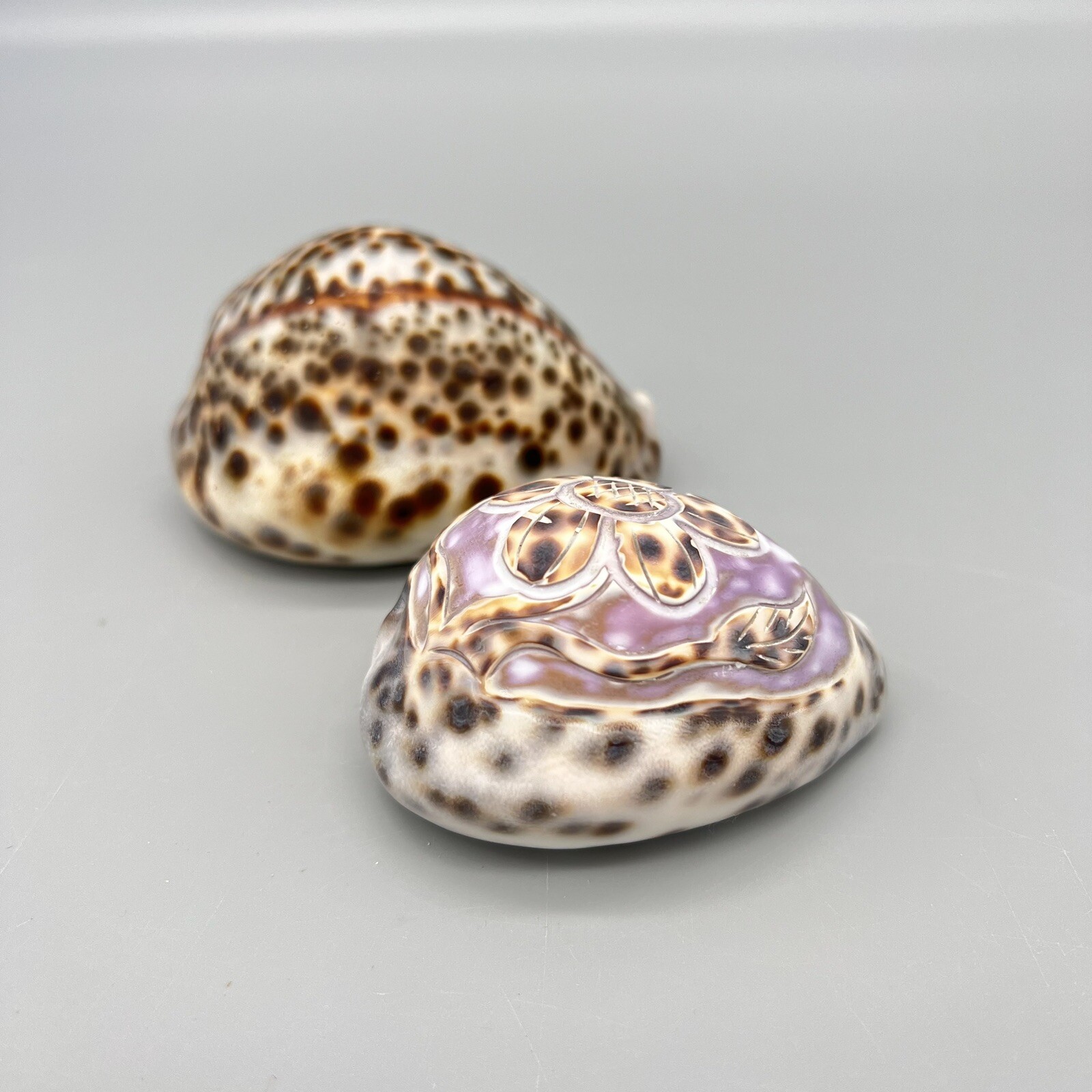 Shells Tiger Cowry Cameo Carved Flower Natural Ocean Cowrie Seashell ...