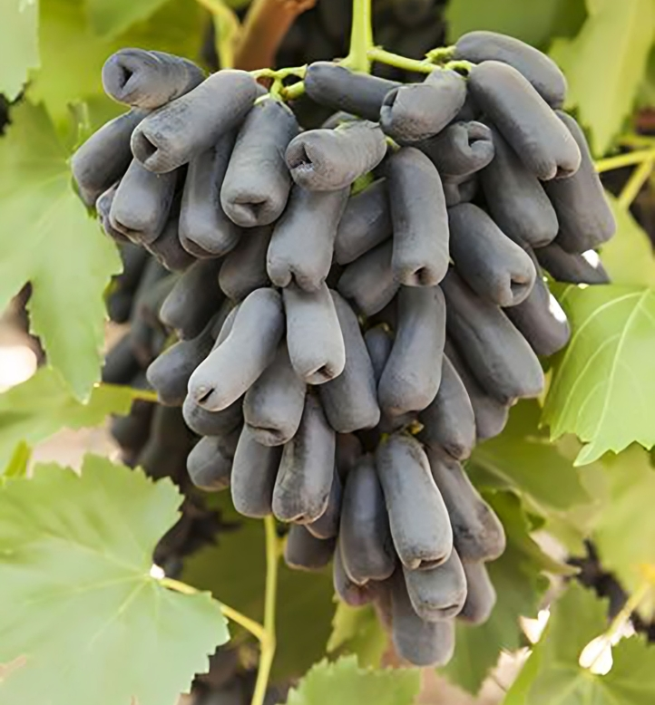 100+ Moondrop Grape Seedss (Vitis vinifera) Table Grape | eBay