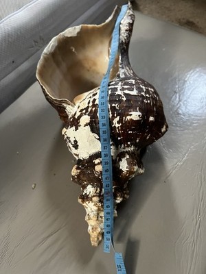 Stunning Giant Horse Conch / Triplofusus giganteus – 20” Monster Shell ...