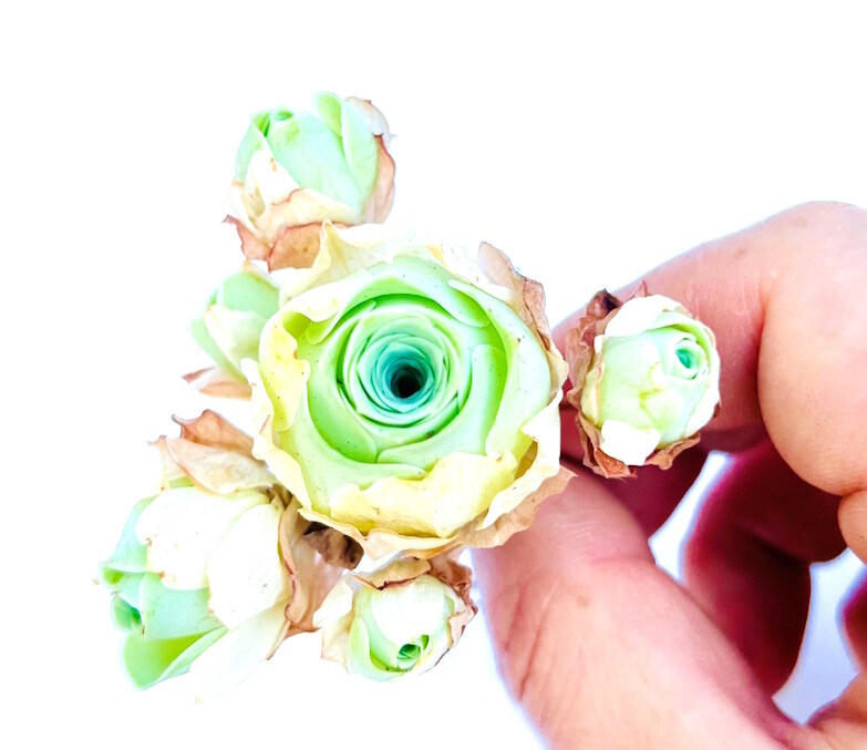 Hand-Picked Small Greenovia Green Mountain Rose Cluster, Rare Succulent ...