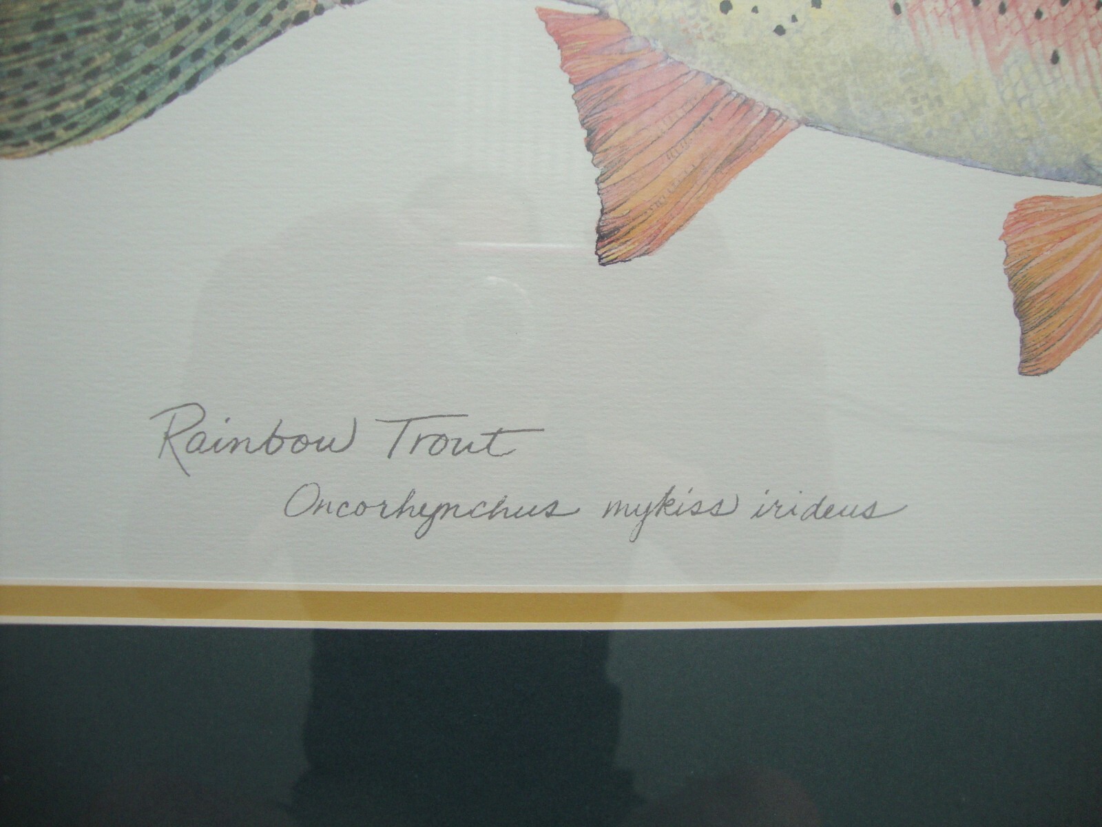 Eileen Klatt Signed Print RAINBOW TROUT (Framed and Matted) | eBay