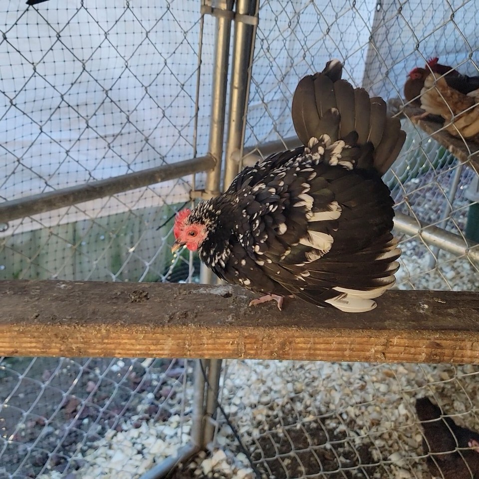 6 Serama Bantam Hatching Eggs 4-H Kikiriki Teacup Chicken | eBay