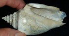 Fossil / Fossilized Strombidae - Strombus sea shell gastropod ...